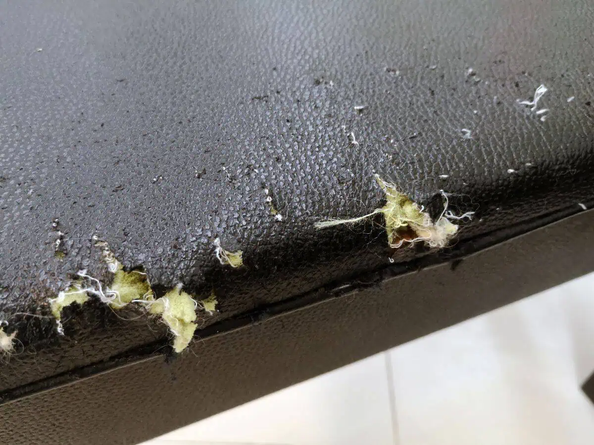 Fix Scratches on Leather Sofa | Easy Repair Guide